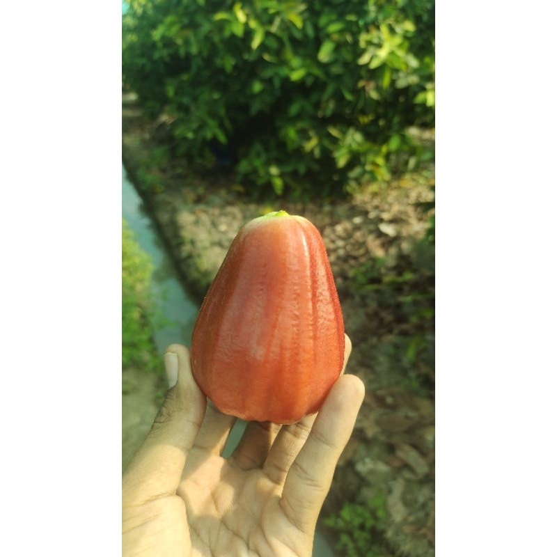 Jual PAKET 3 BIBIT . Fresh Cangkok Jambu Air CITRA JUMBO//jambu citra ...