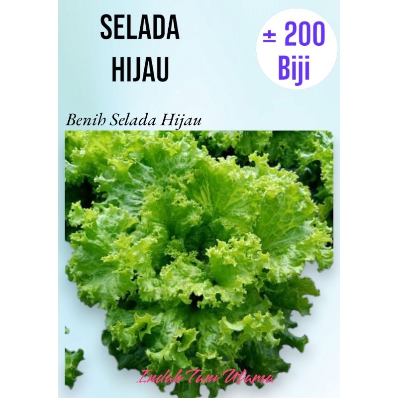 Jual BENIH SELADA HIJAU | Kemasan Repack | Shopee Indonesia