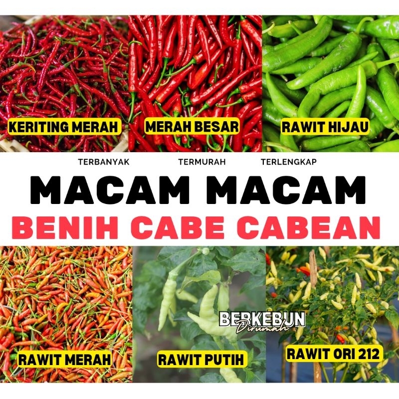 Jual 100 biji - Paket Benih Cabe Benih Cabai rawit cabe merah cabe ori ...