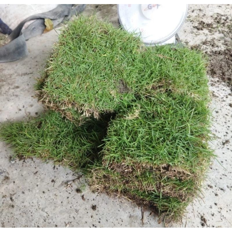 Jual MURAH!! 10 Lempeng rumput peking/ jepang terlaris | Shopee Indonesia