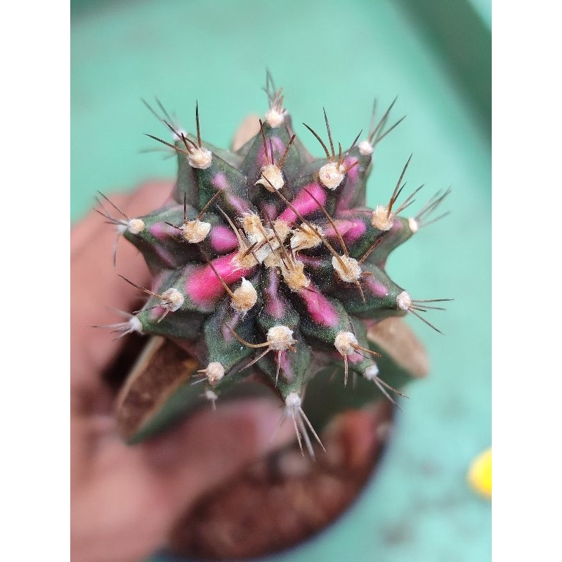 Jual pink diamond selected graf triangel calon indukan cakep | Shopee ...
