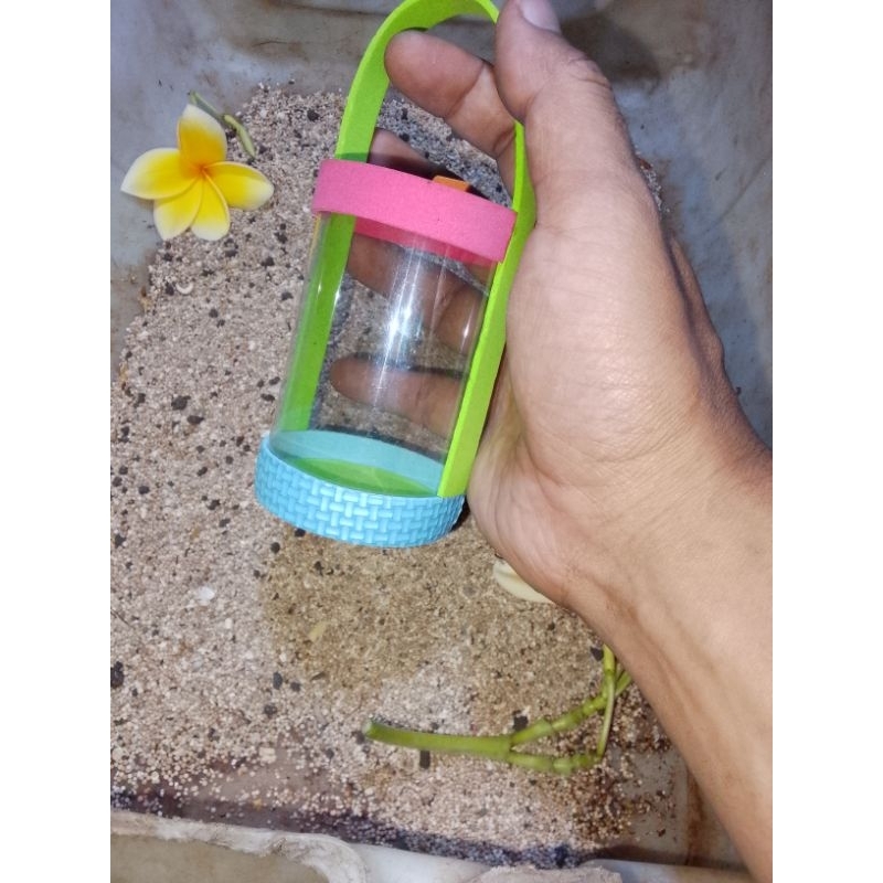 Jual Rumah spon tabung dan 4 kelomang bonus pakan | Shopee Indonesia