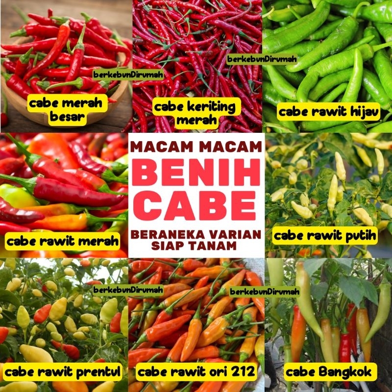 Jual Macam Macam Benih Cabe Konsumsi Sayur Sayuran Cabai Rawit Varian ...