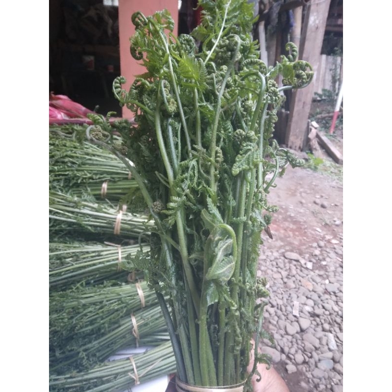 Jual pakis paku segar/250g | Shopee Indonesia