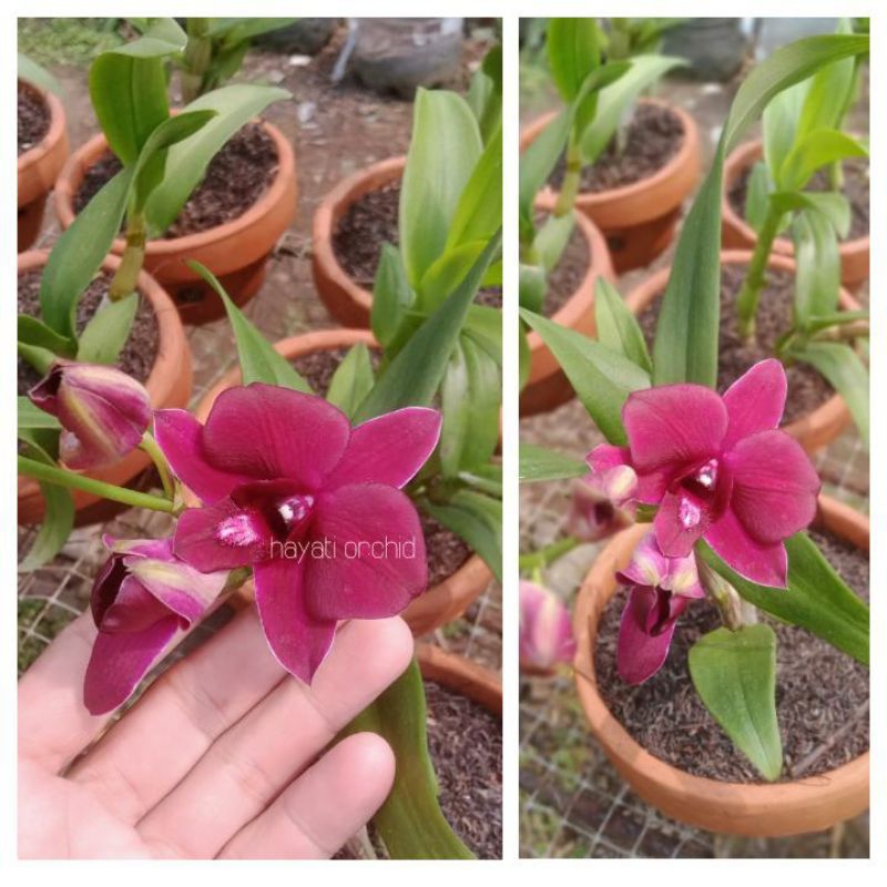 Jual Anggrek Dendrobium Jarvis Red Dewasa Siap Bunga | Shopee Indonesia