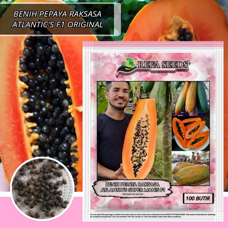 Jual 1 Pack (100 Butir) Benih Pepaya Raksasa Atlantic's Langka F1 ...
