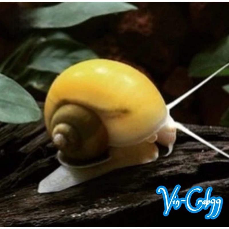 Jual Apple Snails / Pomacea Diffusa / Mistery Snail / Keong Hias ...