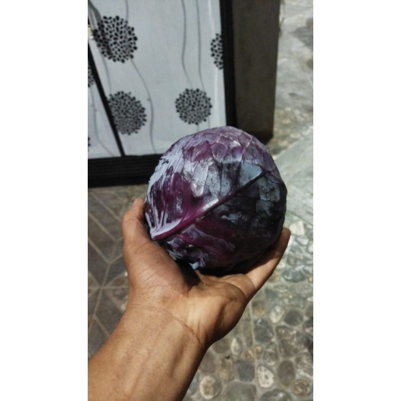 Jual KOL UNGU / KULBIS UNGU FRESH 1KG MURAH | Shopee Indonesia