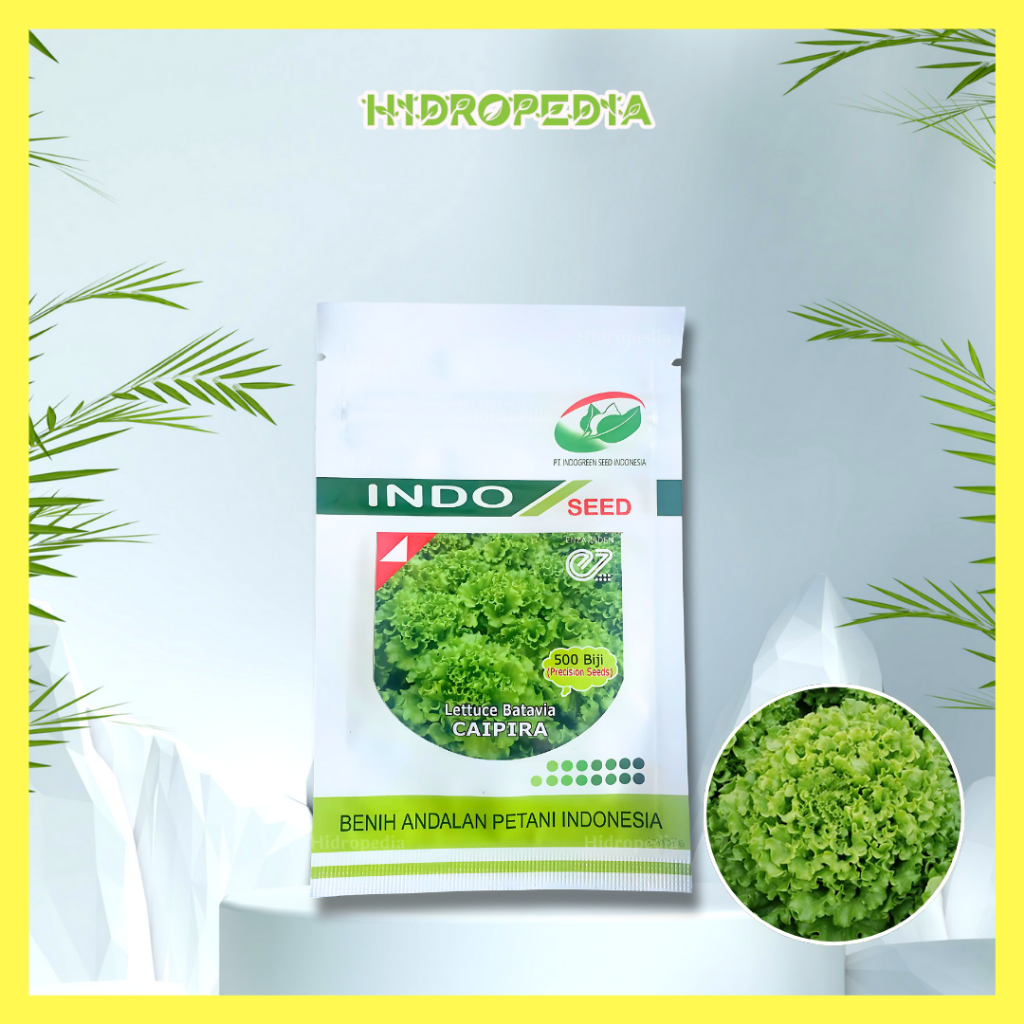 Jual Benih Bibit Selada Batavia Lettuce Caipira 500 Seeds- Indo Seed ...