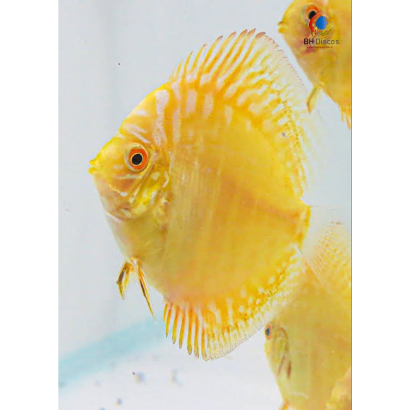 Jual hiasan aquarium ikan discus yellow Marlboro 3cm | Shopee Indonesia