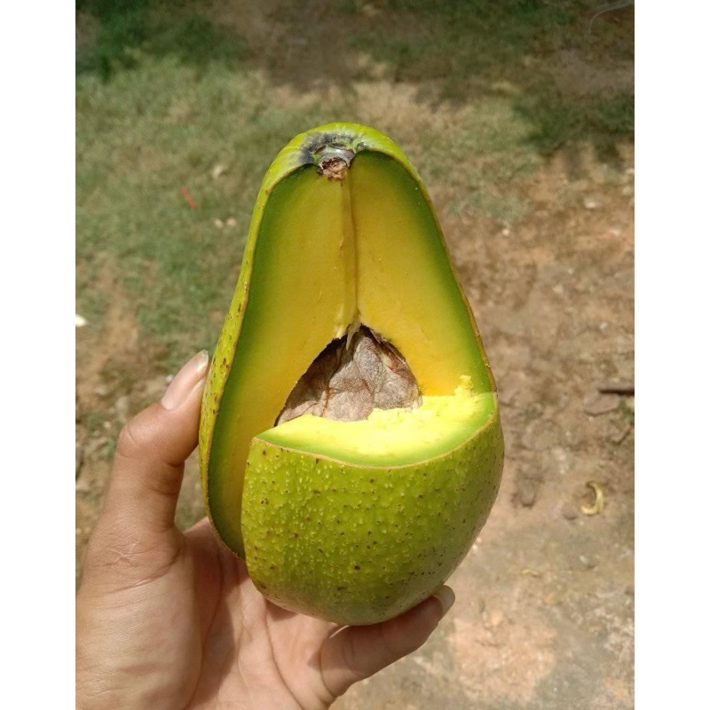 Jual Alpukat Mentega Super - Buah Alpukat Segar | Shopee Indonesia