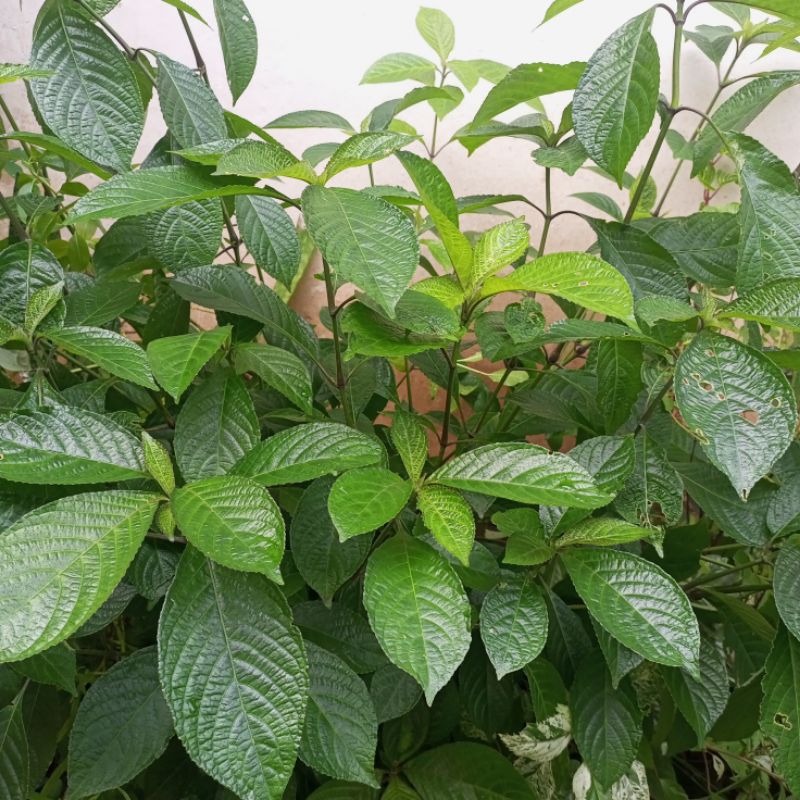 Jual BESAR Bibit Kejibeling Indukan Tanaman Bercabang Banyak Tinggi 1 M ...