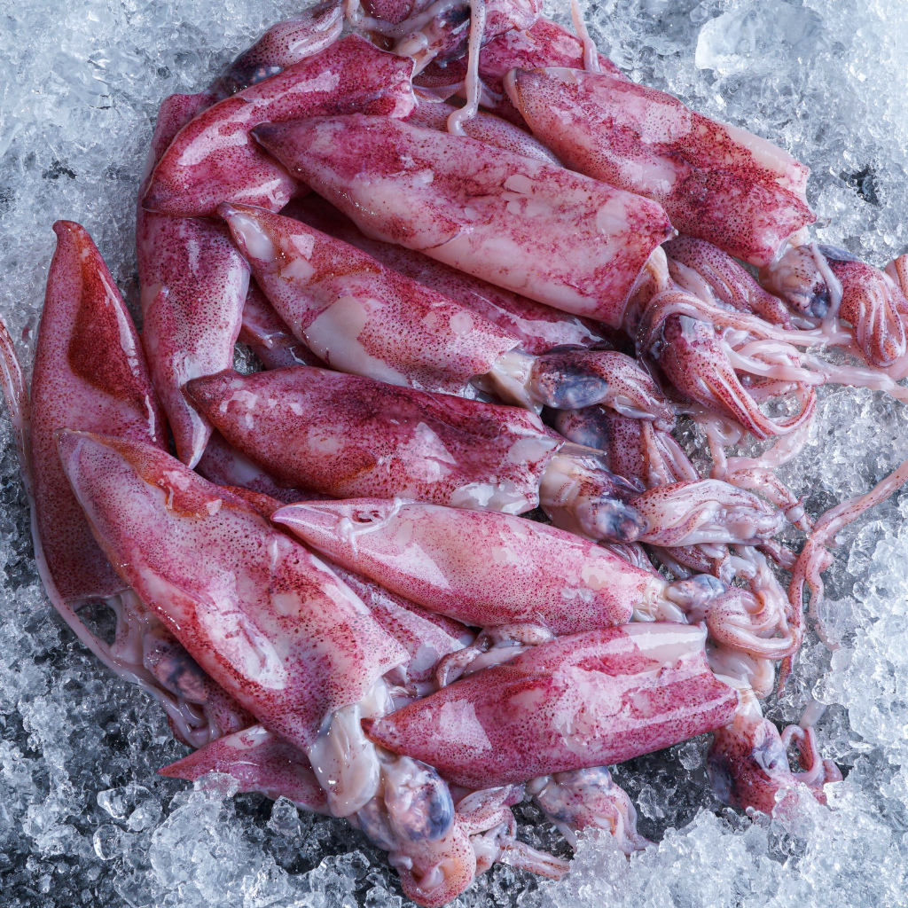 Jual Cumi Fresh Segar 1 kg Squid Cendol Baby Besar Jumbo | Shopee Indonesia