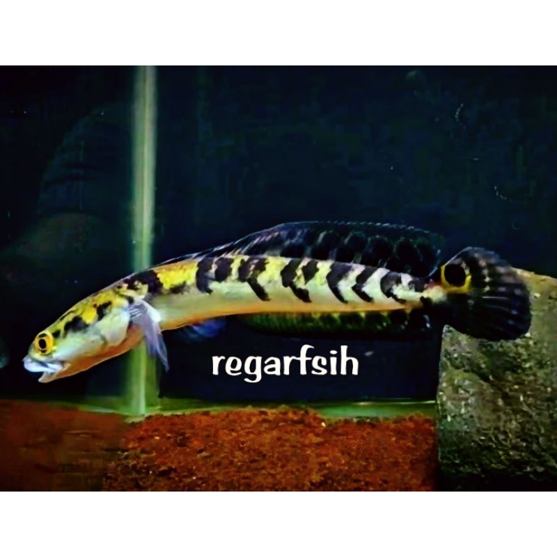 Jual Maru Yellow Sentarum Bahan Progres Terbaik | Shopee Indonesia