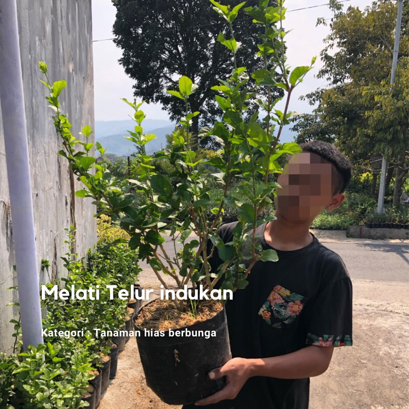 Jual Tanaman Hias Melati Telur indukan / Tuscany / Melati Tumpuk ...