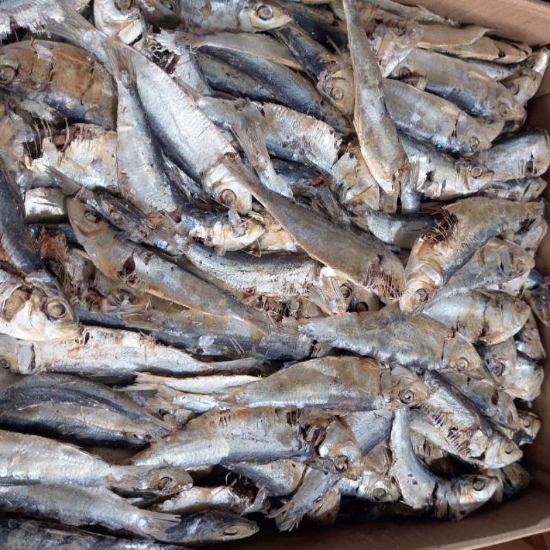 Jual Ikan Maning Rebus 500G | Shopee Indonesia