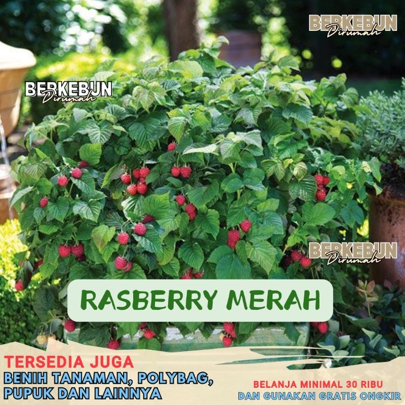 Jual Benih buah unggul raspberi Bibit Fruit raspberry Rasberry berkebun ...