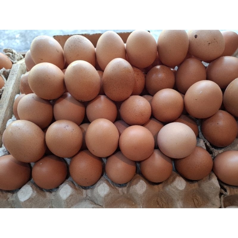 Jual Telur ayam ukuran besar (1rak) | Shopee Indonesia