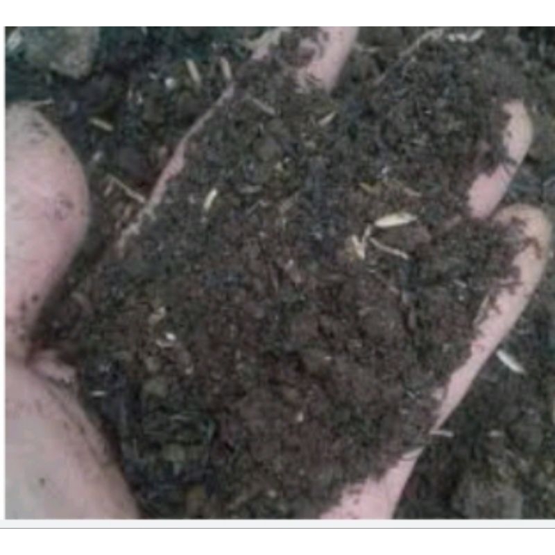 Jual Humus bambu media tanam organik 500gr | Shopee Indonesia