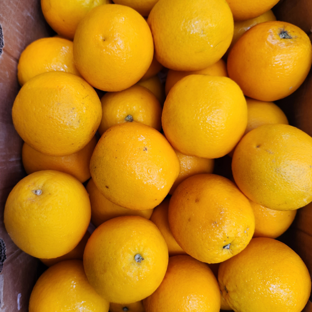 Jual Jeruk Valencia 1kg - Bukan Navel | Shopee Indonesia