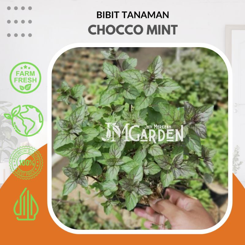 Jual [JM_Garden] Tanaman Chocco Mint / Tanaman Herbal Coklat Mint | Shopee Indonesia