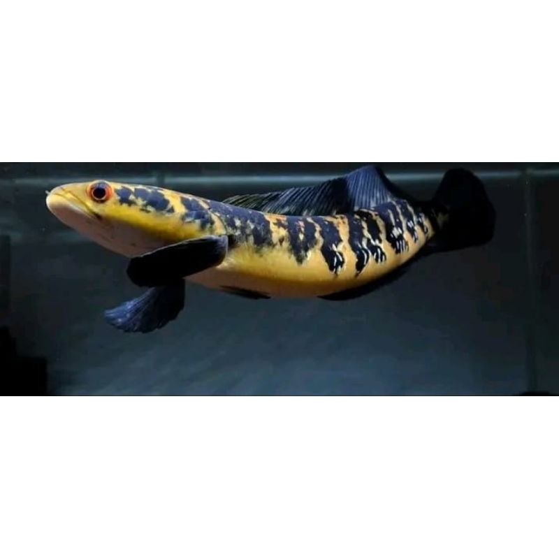 Jual maru yellow sentarum SIMET RAPI /YS mata merah | Shopee Indonesia