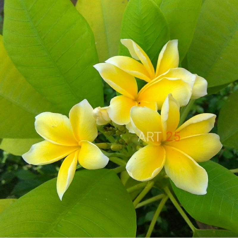 Jual Plumeria "Siam Gold" Kamboja Bali Daun Kuning Bunga Kuning Cutting ...