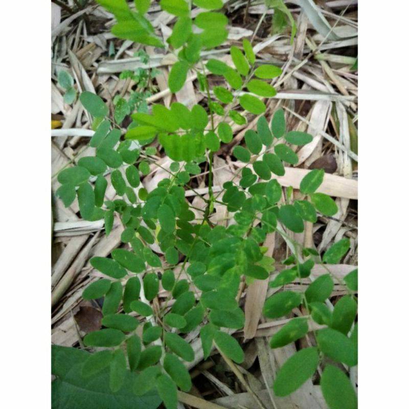 Jual Tanaman Bibit Saga Tunggal Saga Lanang Sudah Termasuk Langka