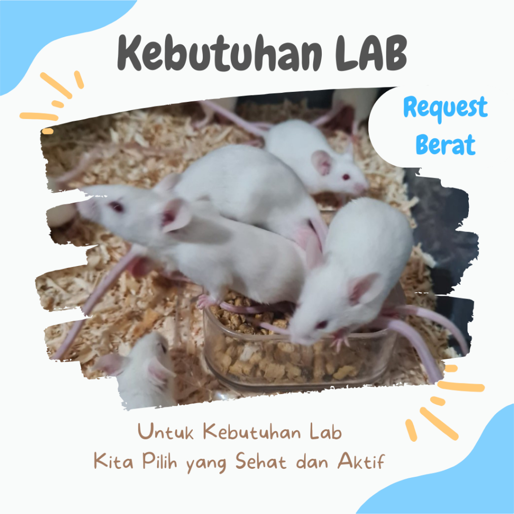 Jual Mencit TIkus Putih Untuk Kebutuhan Lab Sehat Aktif | Shopee Indonesia
