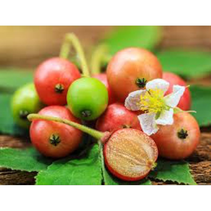 Jual Buah Kersen - Buah Ceri Buah Yang Dipetik dadakan Isi 50 Butir ...