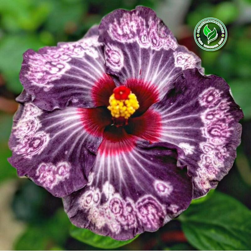 Jual [BISA COD] Tanaman Hias Kembang Sepatu Hibiscus Royal purple ...