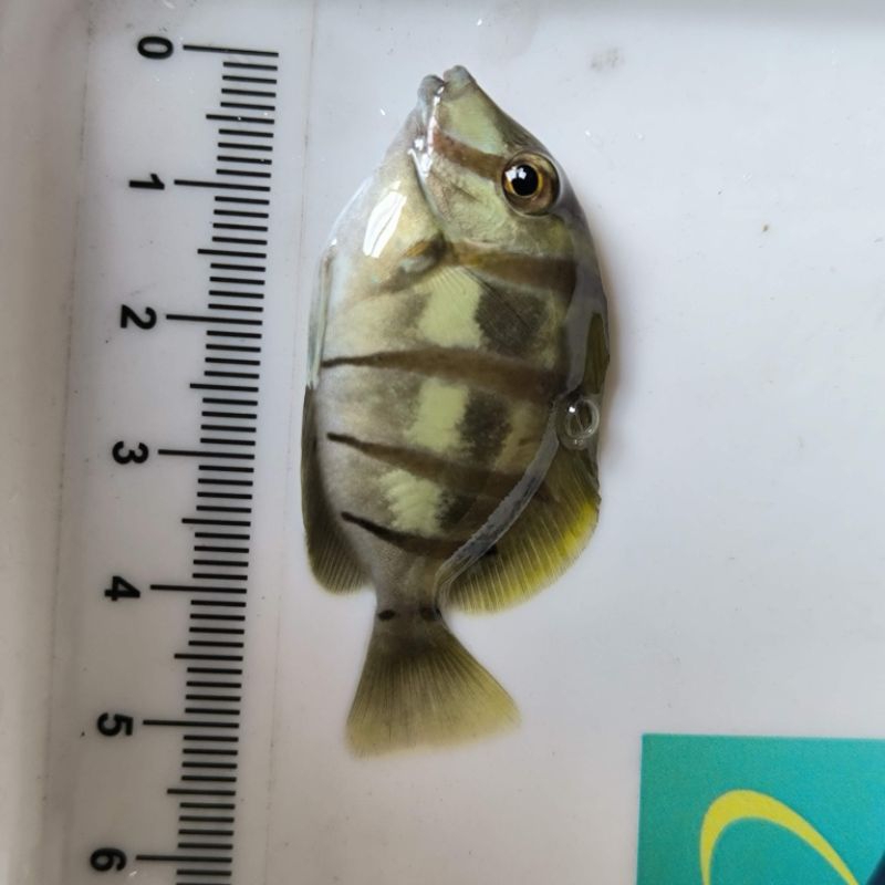 Jual ikan hias laut botana zebra | Shopee Indonesia