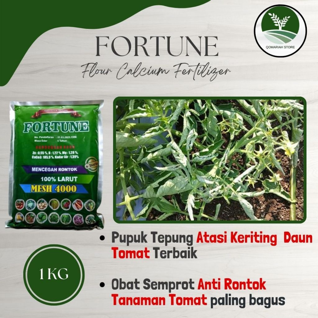 Jual Pupuk Mengatasi Keriting Daun Tomat Paling Ampuh - FORTUNE 1KG ...