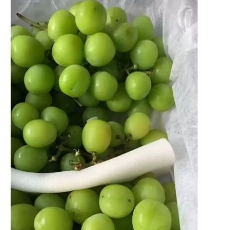 Jual anggur muscat curah fresh 1 kg | Shopee Indonesia