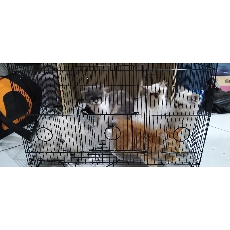 Jual Kucing Himalaya Persia Big Bone Sehat Cantik Lincah gembul usia ...