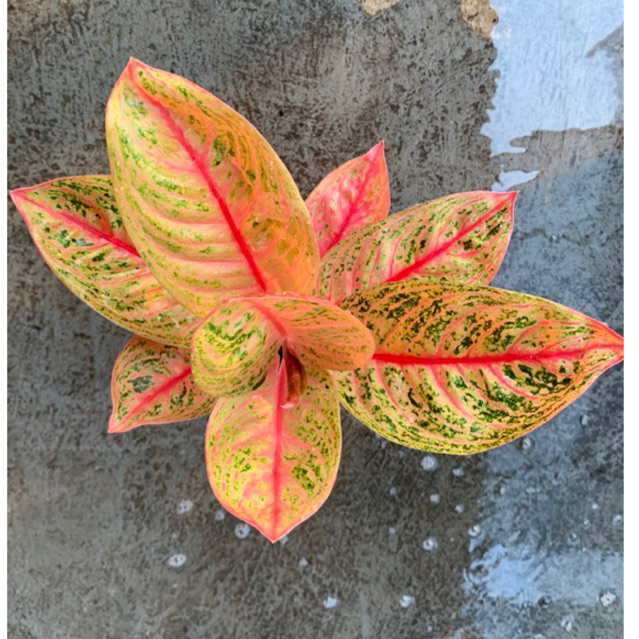 Jual WIDURI - Tanaman Hias Aglonema / Aglaonema | Shopee Indonesia