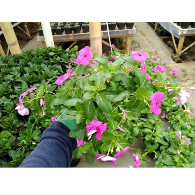 Jual Tanaman Vinca tapak dara/bunga binka gantung. Pacar air pink ...
