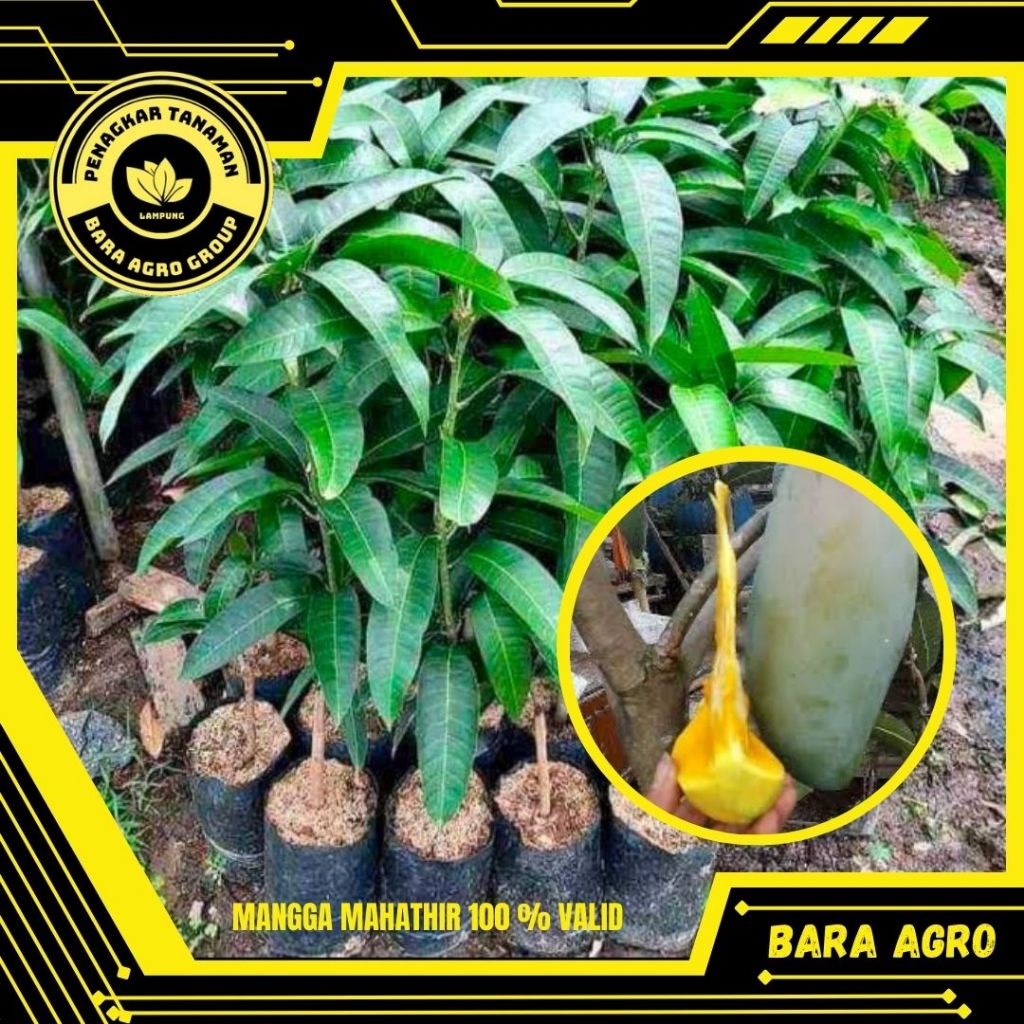 Jual Bibit Mangga Mahatir Super Jumbo | Shopee Indonesia