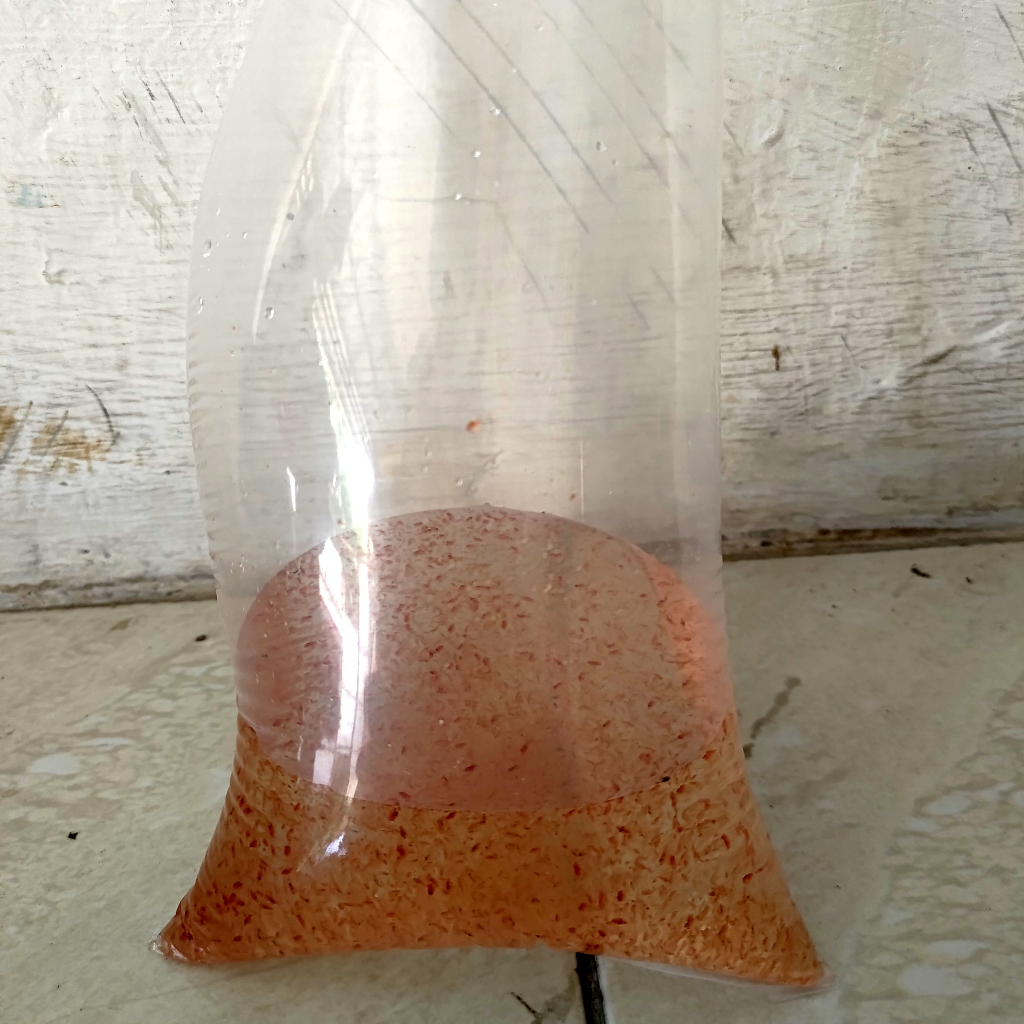 Jual Kutu Air Raksasa Daphnia Magna Starter Dm Pakan Ikan Hias | Shopee ...