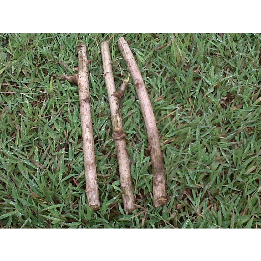 Jual Bibit pohon daun insulin - Tithonia diversifolia / paitan / Pohon ...