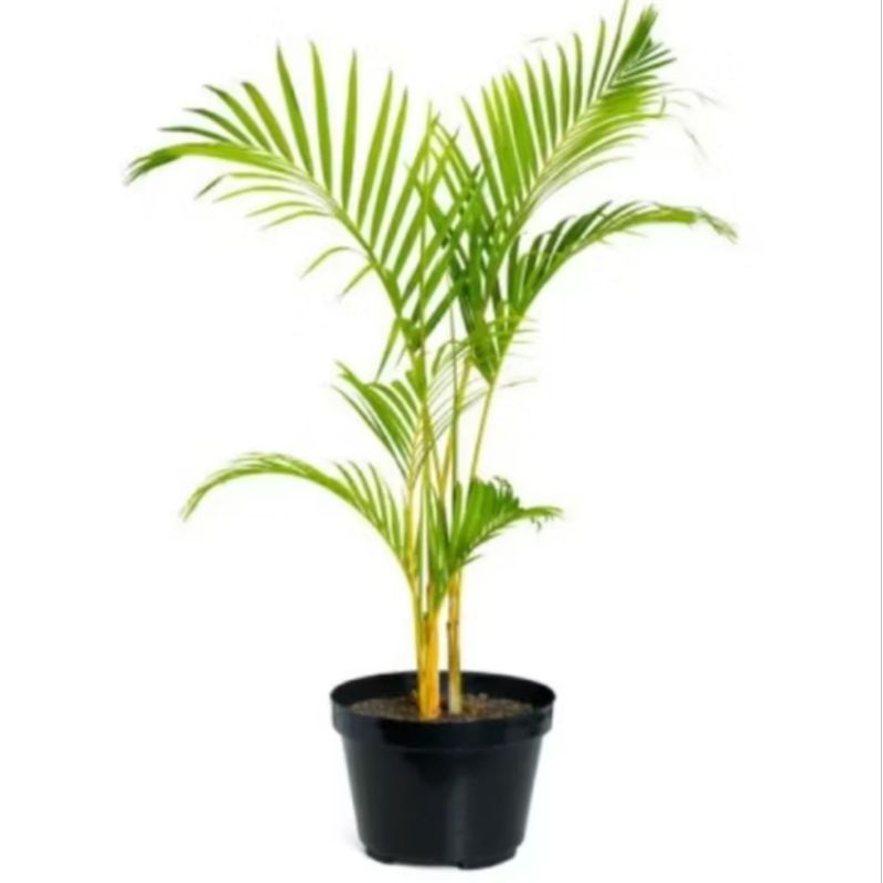 Jual PALM KUNING | Shopee Indonesia