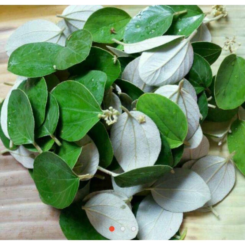Jual Daun bidara 100 lembar | Shopee Indonesia