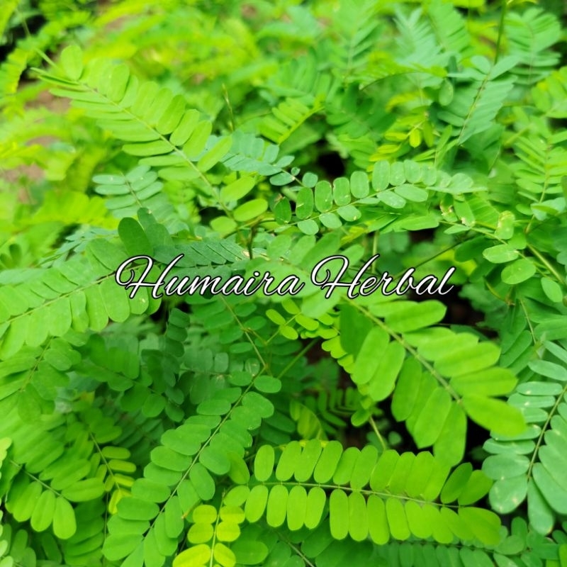 Jual Pohon Saga Pohon Herbal Tinggi 40-50cm Subur Siap Tanam | Shopee ...