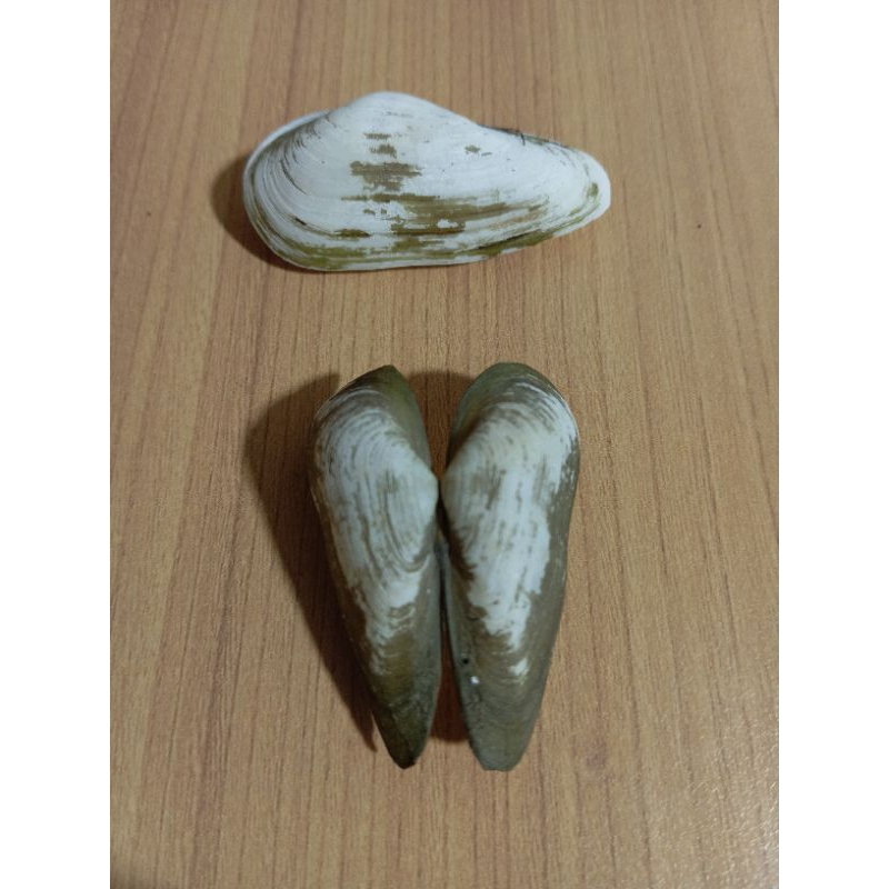 Jual cangkang kerang Glauconome Virens | Shopee Indonesia