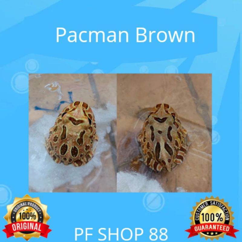 Jual Pacman Frog Brown 3 - 4 cm | Shopee Indonesia