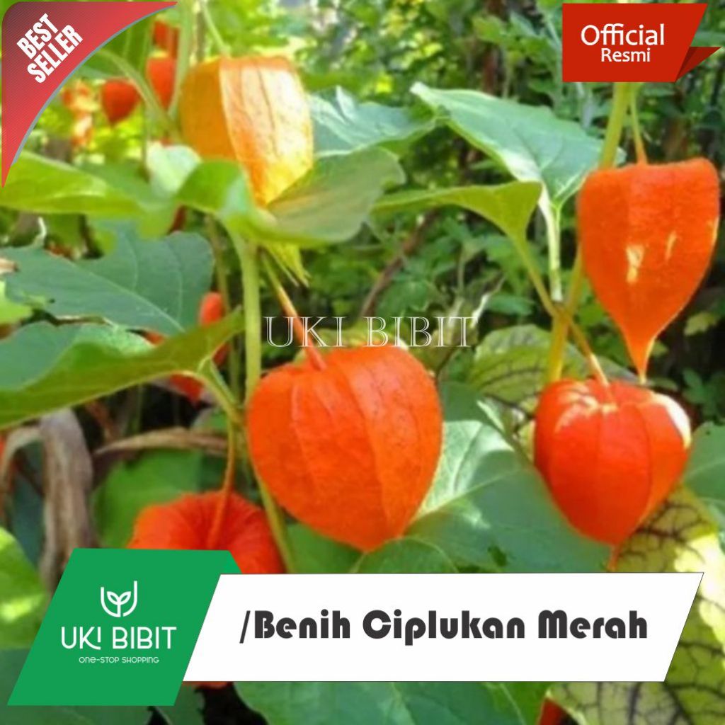 Jual ( 10 Butir ) Benih Biji Ciplukan Merah | Cecendet | Shopee Indonesia