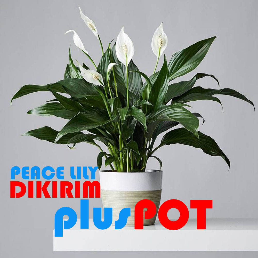 Jual Tanaman hias Peach lily bunga putih (spathiphyllum) | Shopee Indonesia
