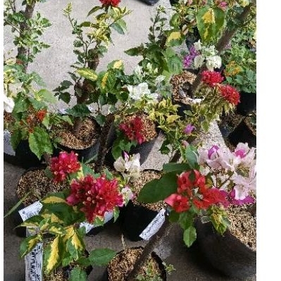 Jual bugenvil grafting 4-6 warna berbunga cantik | Shopee Indonesia