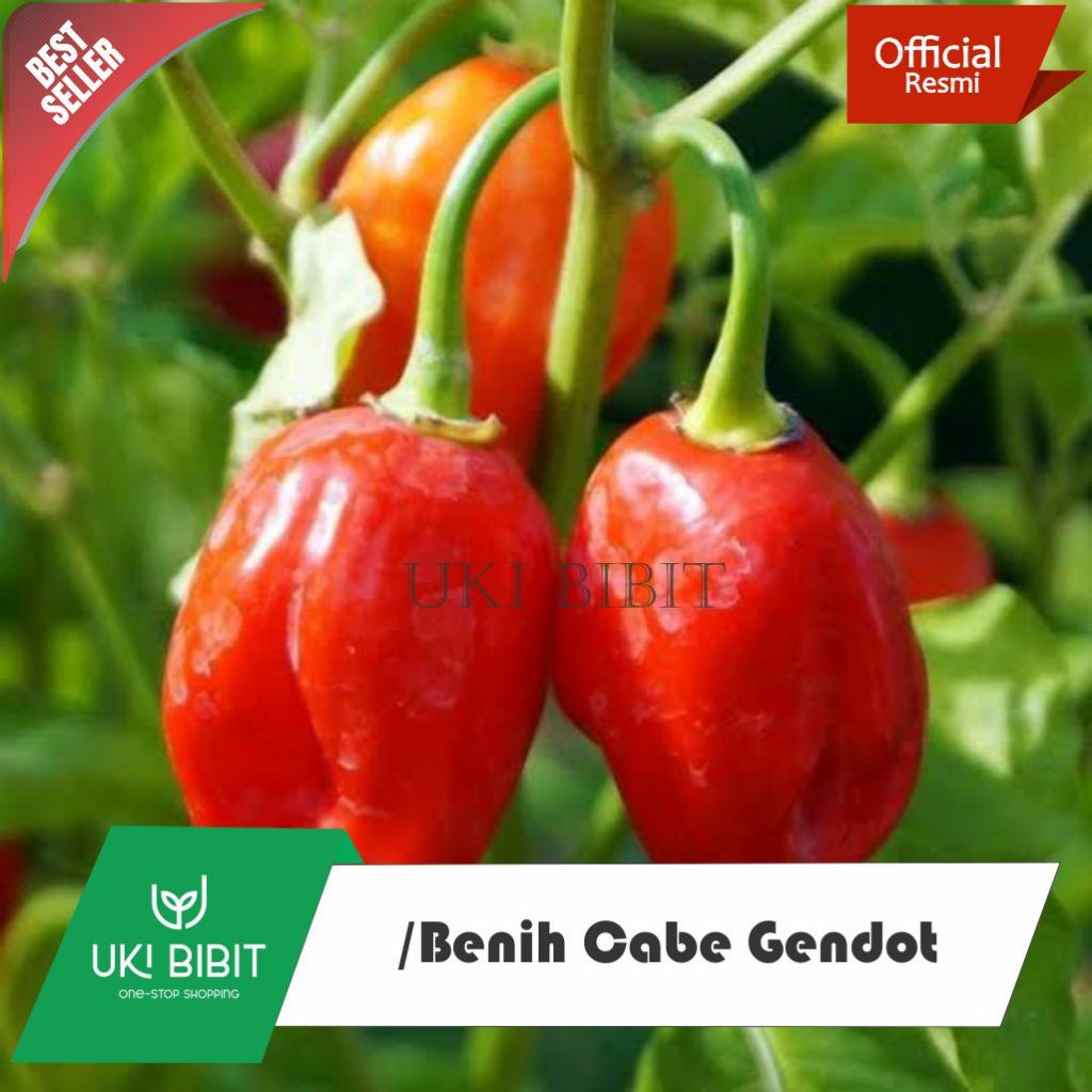 Jual ( 10 Gram ) Benih Cabe Gendot | Cabe Habanero | Dieng | Gendut ...