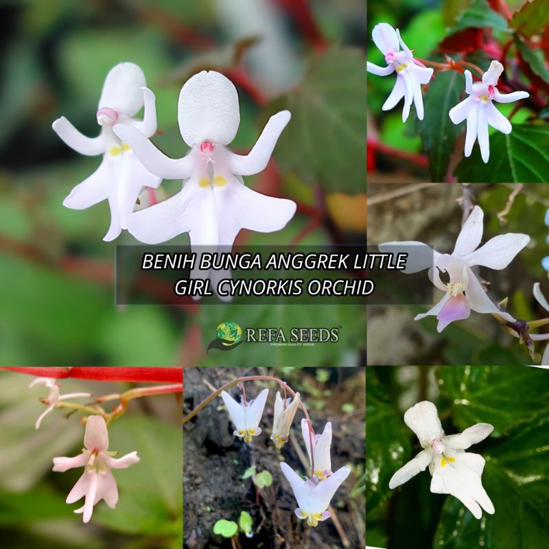 Jual REFA (5 Butir) Benih Bunga Anggrek Little Girl Cynorkis Orchid ...